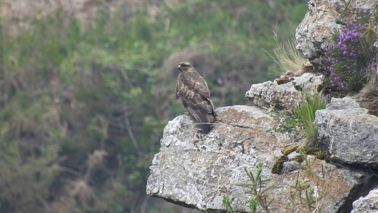 Ratonero DSCN6284 16025 - YouTube