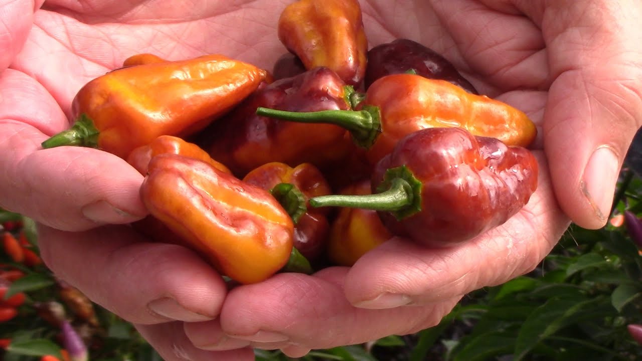 Puma Hot Pepper - From Tiny Plant To Fall Harvest - YouTube