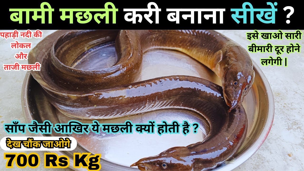 बामी मछली देहाती तरीके बनाएंगे तो कहेंगे ,कास पहले पता होता ईतना टेस्टी ...