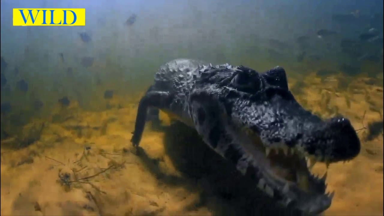 wild hunter - Gharial Nature Documentary - YouTube