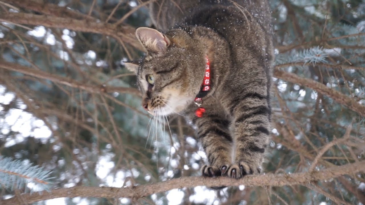 Cat slips off tree and his brother makes fun of him - YouTube