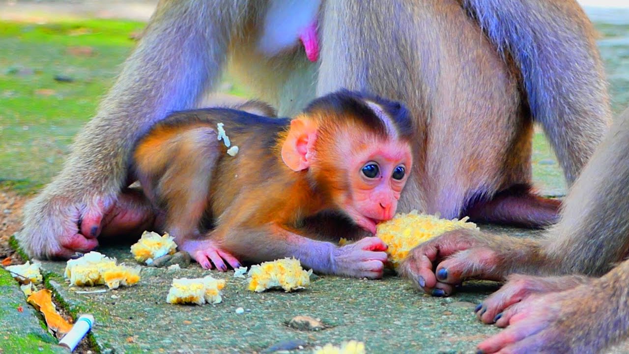New food...baby monkey SARIKI seem to yummy with this tasty food. - YouTube