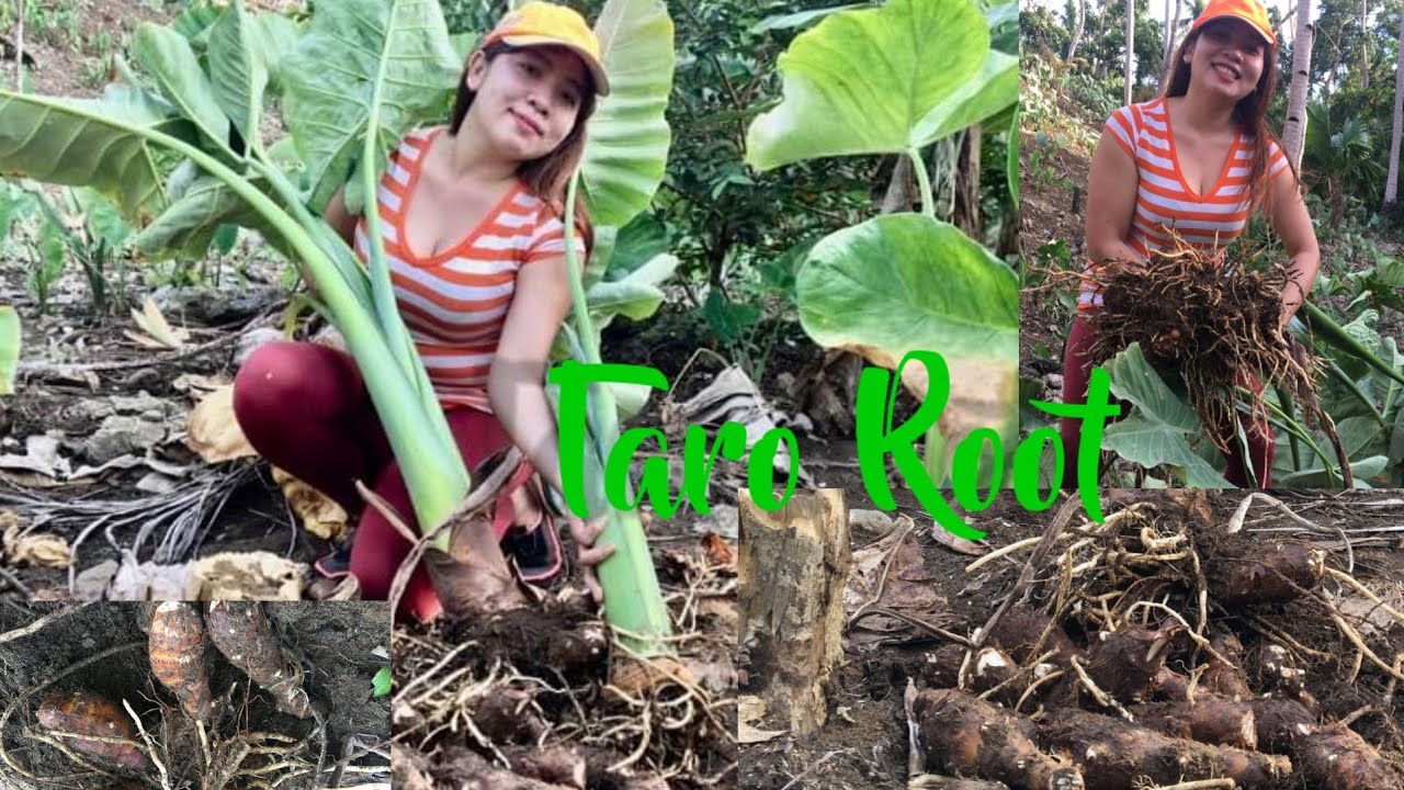 Harvesting Giant Taro Plant in my hometown(Linsa, Taro root. - YouTube