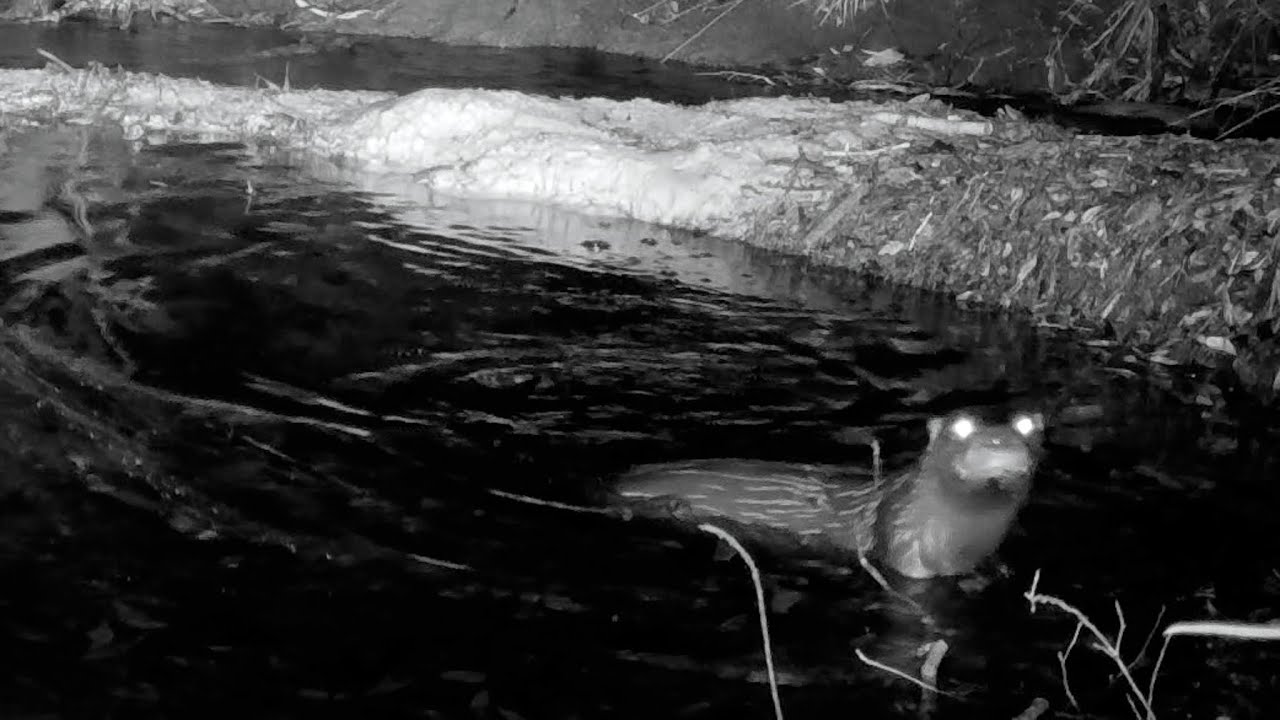 Florida River Otters Trail Camera Video - YouTube