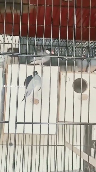 Grey Java sparrows - YouTube