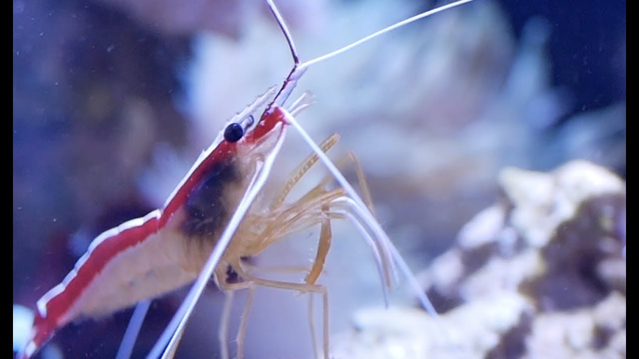 Cleaner Shrimp Cleaning My Hand - YouTube