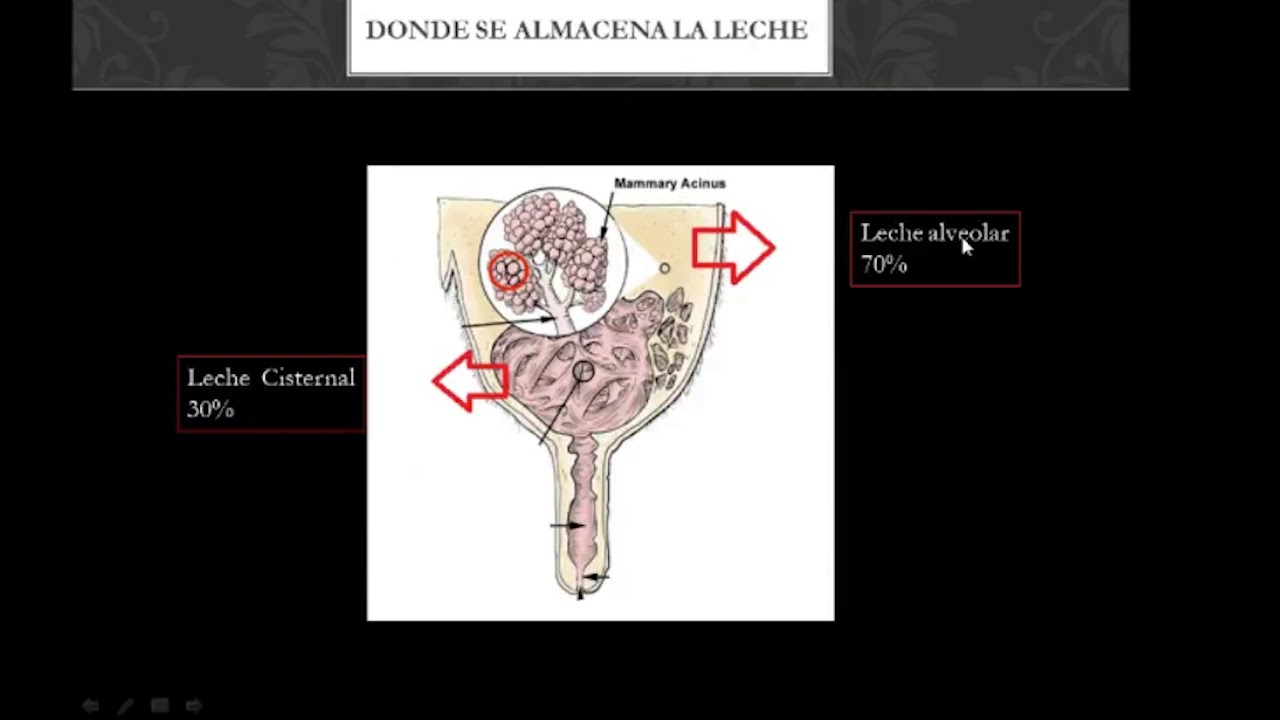 Anatomia y Fisiologia de la Ubre // Razas lecheras - YouTube