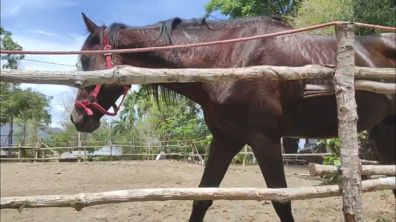 kuda tunggang cokelat di lapangan latihan, suara kuda, kuda tunggang, Kuda delman, kuda dokar ...