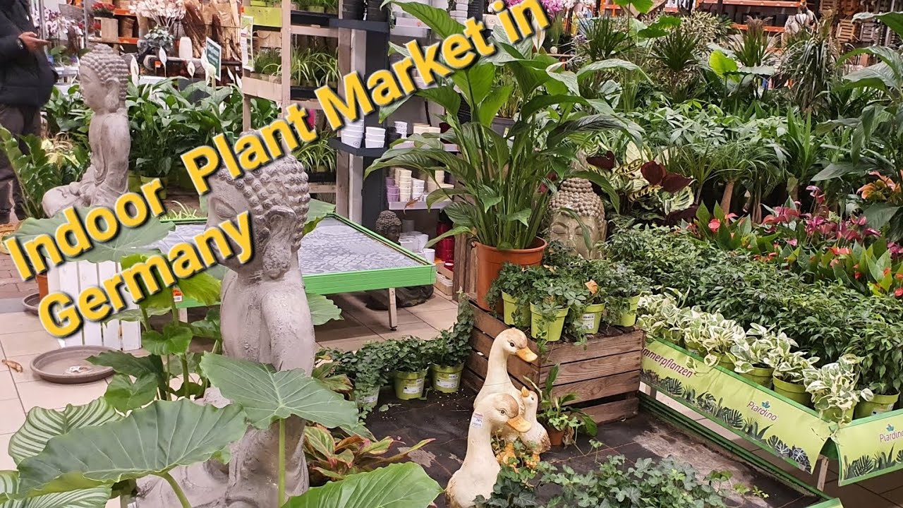 [ 4K🇩🇪] Indoor Plants Market in Germany🪴.Winter time's indoor plants ...