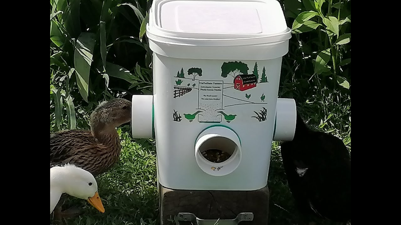 Duck and Goose Automatic Feeder, rat proof, no rain, anti waste, fill ...