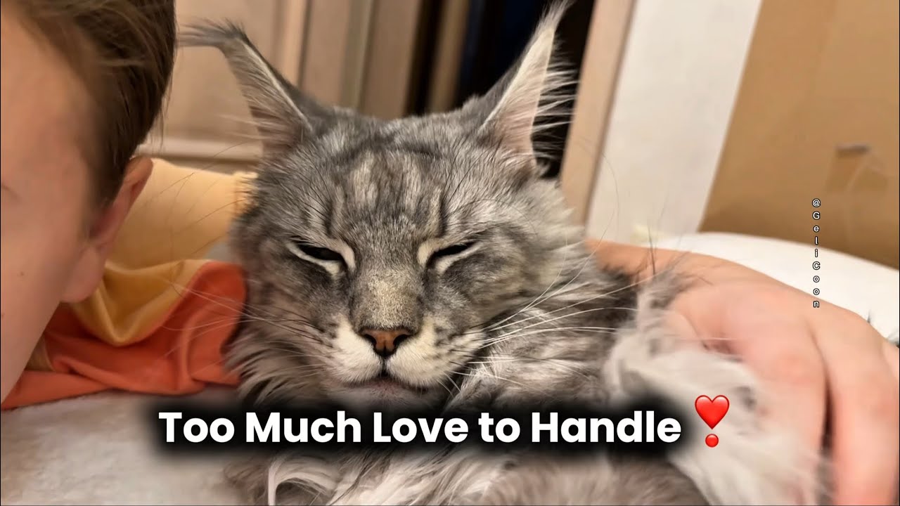 My Cat Can’t Stop Purring and Cuddling 💖 - YouTube