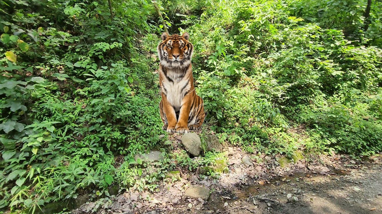 Tiger hoya spot 🐯in a short trip to Jim Corbett| #Tiger #jimcorbett # ...