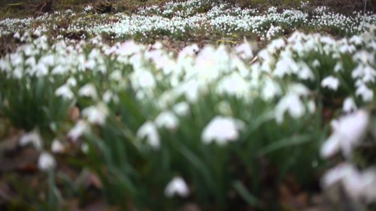 Snowdrop Walk at Hopetoun House, West Lothian, Scotland - YouTube