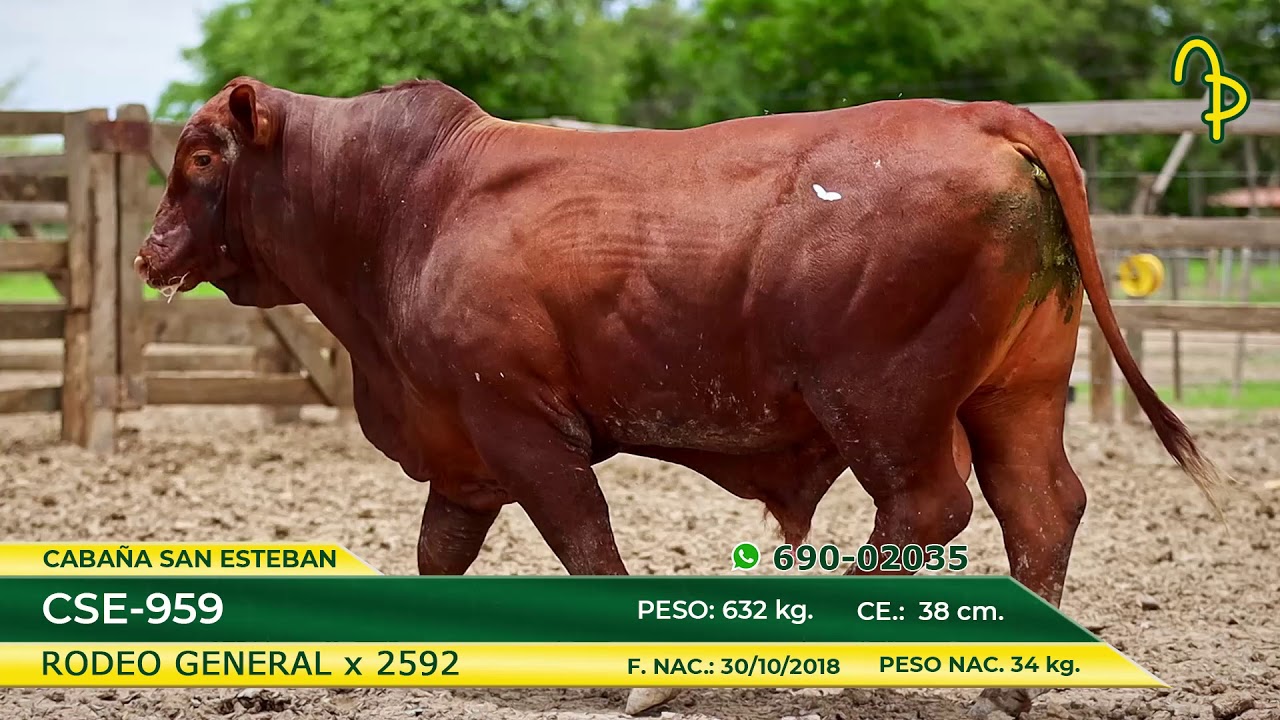 Toro Brangus: Cabaña San Esteban (CSE-959) - YouTube