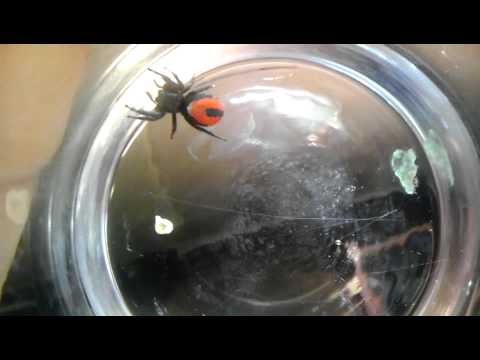 Red back jumping spider caught inside house - YouTube