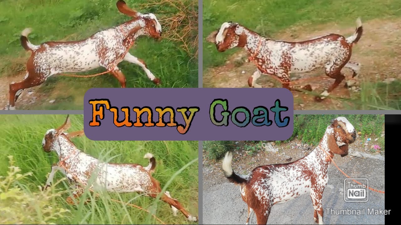 My Goat Running in a Playfull mood | Goat Running | Eid-ul-Adha | AßD ...