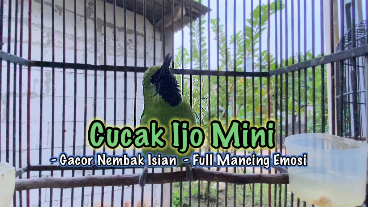 Cucak Ijo Mini 💯 Tembakan Keras Ijo Mini Gacor Full Nembak Isian ...
