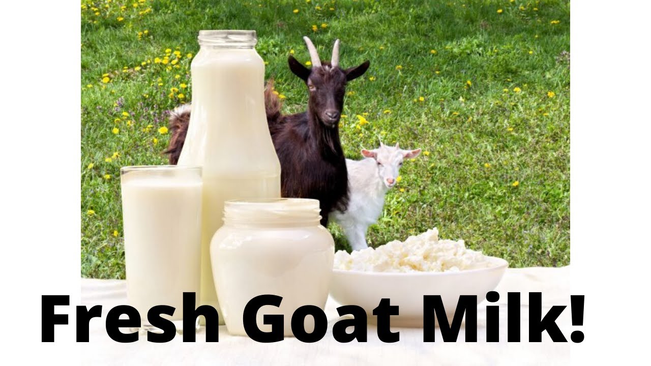 Fresh Goat Milk! - Unpasteurized - YouTube