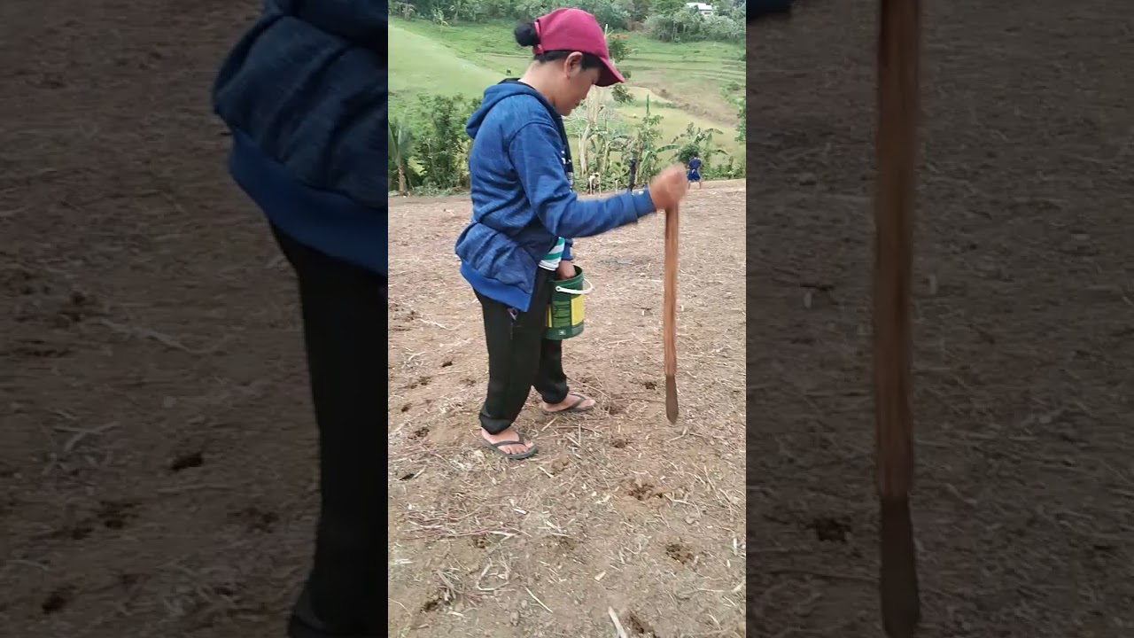 Palay Planting - YouTube