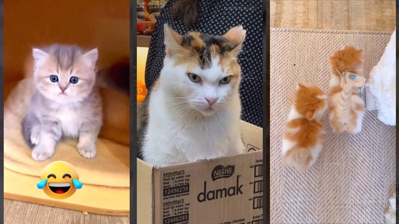 Cute Cats 😹 kitten meowing crying 😅 #FunnyCats Episode 6362 - YouTube