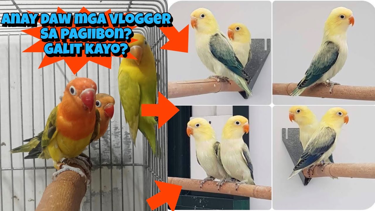 Mga Vlogger Daw Mga Anay Sa Pagiibon? - YouTube