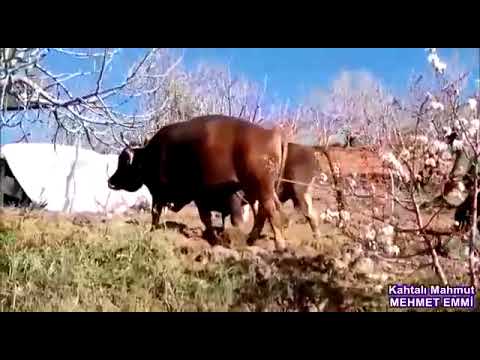 KÂHTALI MAHMUT/MEHMET EMMİ