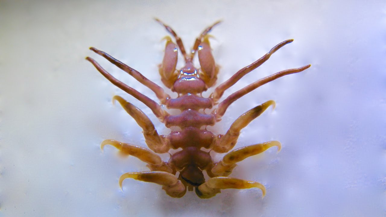 Humpback Whale Lice - YouTube