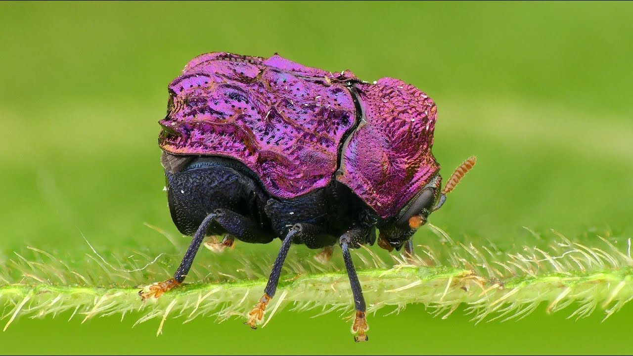 Purple Beetle Insect