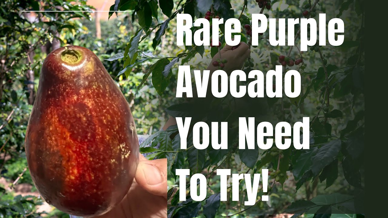 Lara Purple Avocado Review – Rare Florida Variety You Must Try! - YouTube