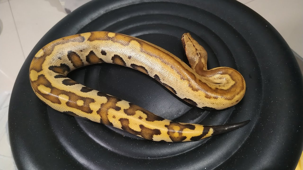 Blood Python Brongersmai Bangka Female #dipong #reptiles #snake # ...