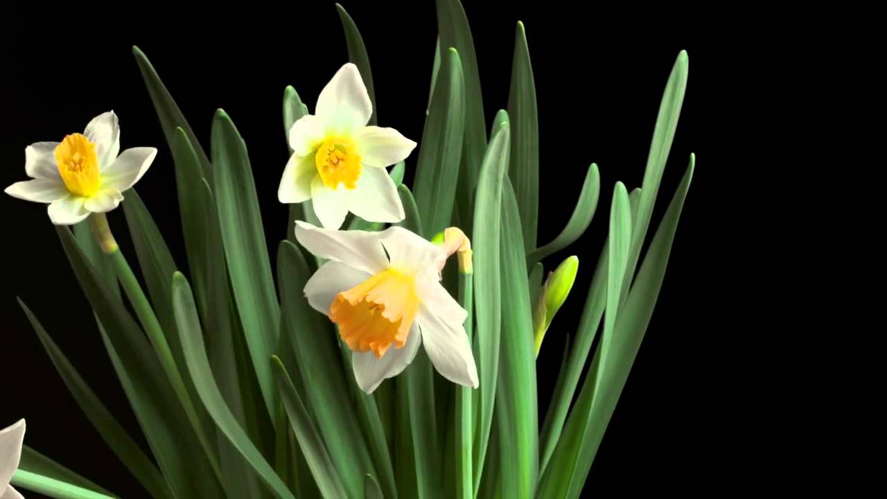 Dancing Daffodils - YouTube