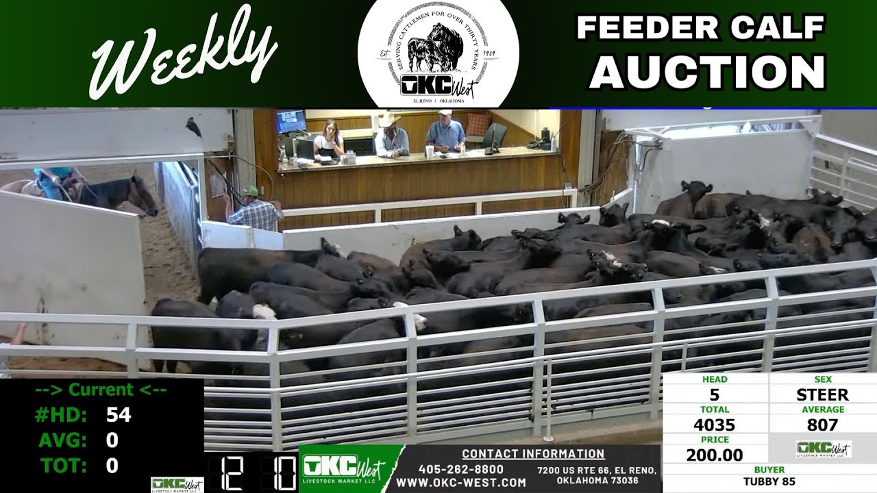 8/28/2024 - OKC West Feeder Calf Auction - YouTube