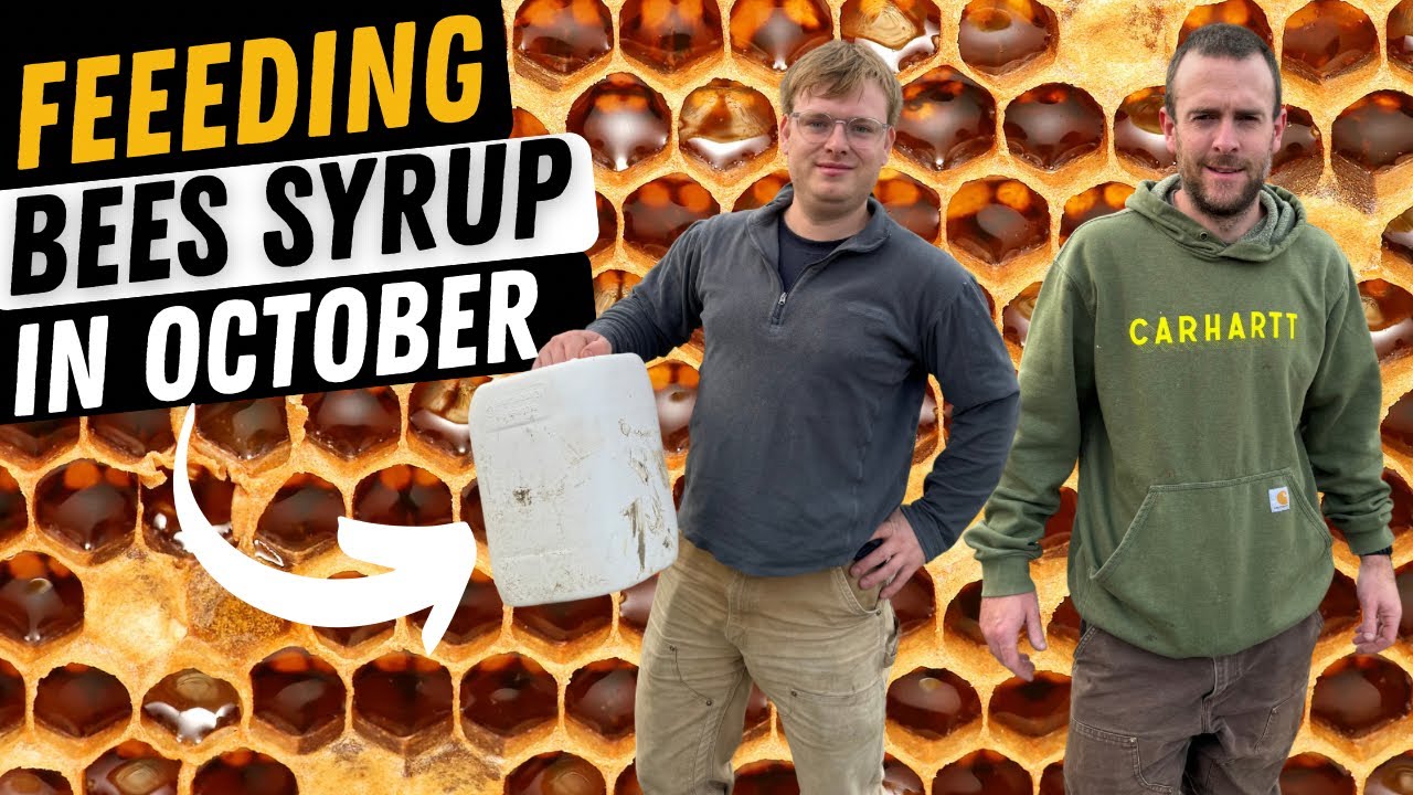 Feeding Bees Sugar Syrup In October.....Its Not To Late! - YouTube