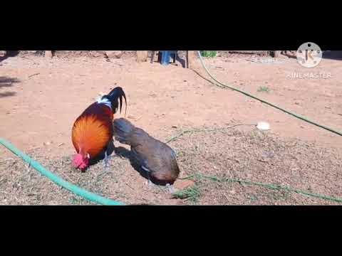 เบิ่งไก่ ต่อ # saib me nyuam qaib dib qua zoo 2024 - YouTube