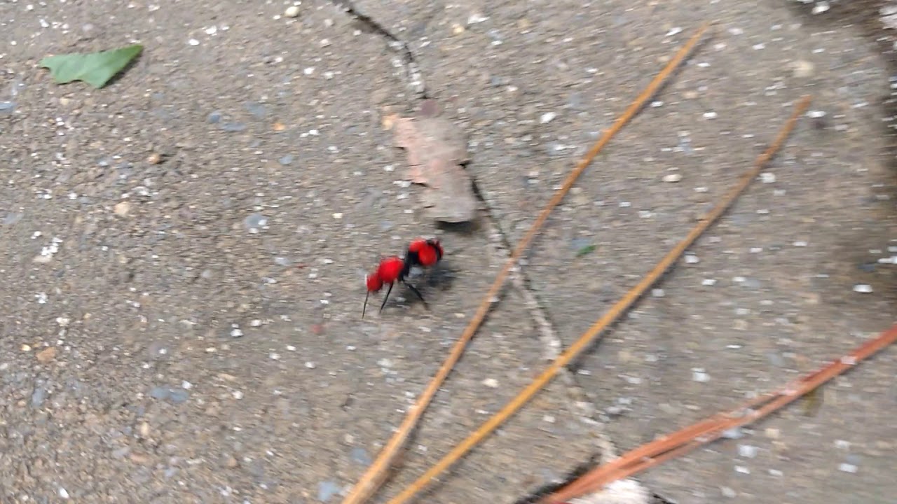 Red Velvet Ant in Virginia? - YouTube
