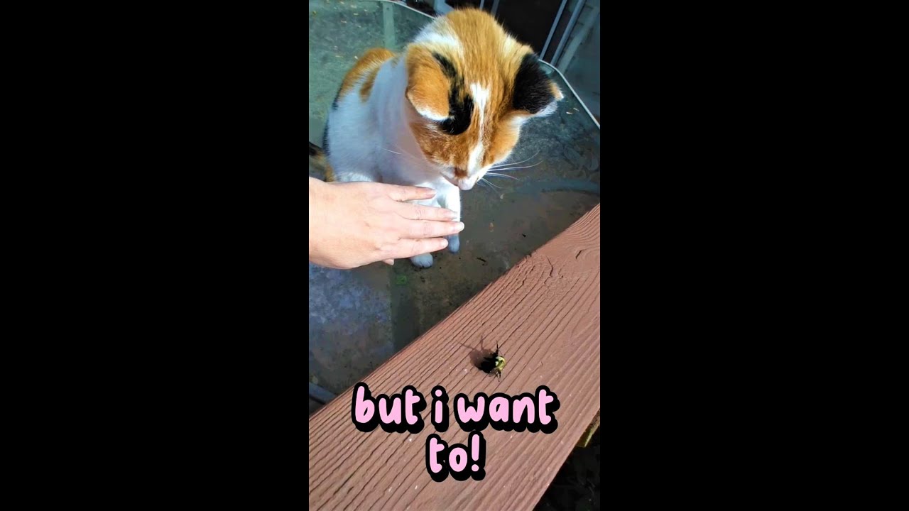 MinNee and the Bumblebee(Must touch it!)🐝😱 - YouTube