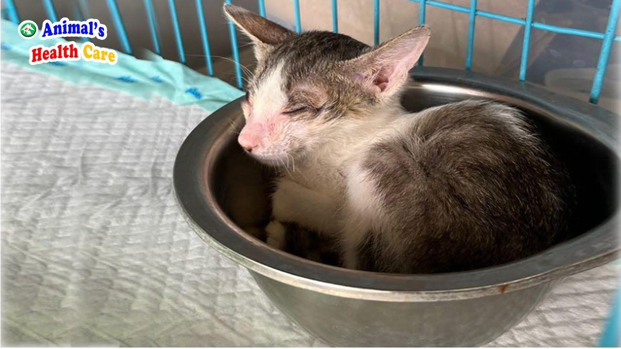 I Know I'm Smelly! But Please Don't Ignore My Begging - YouTube