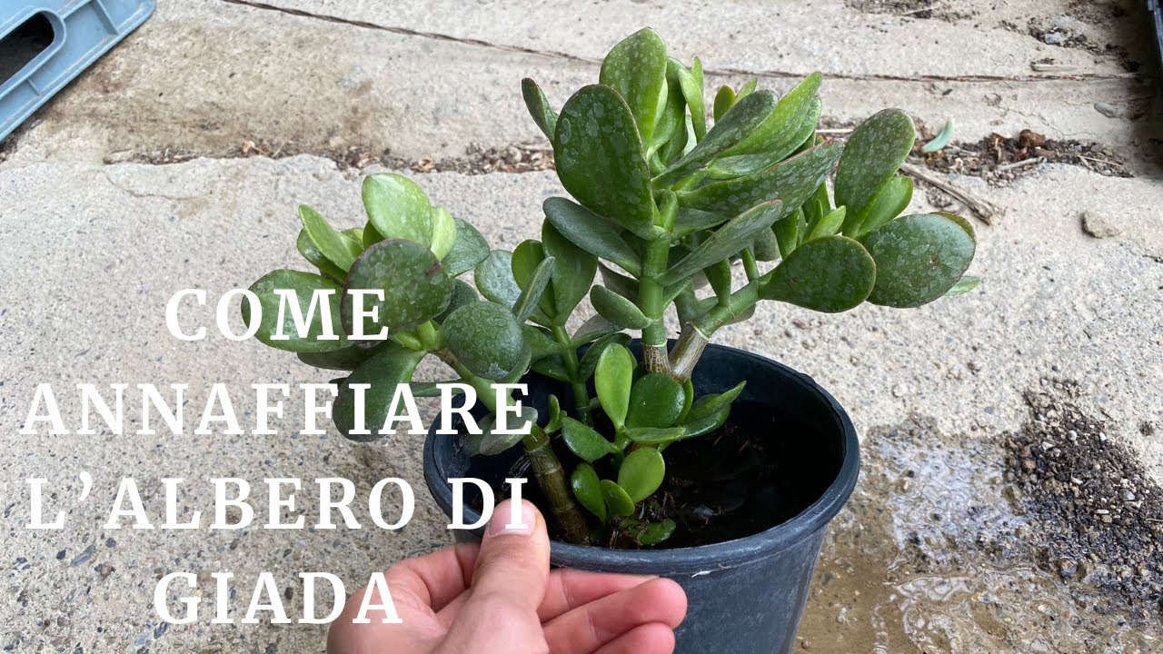 Come annaffiare ALBERO DI GIADA (Pianta albero dei soldi Crassula ovata ...