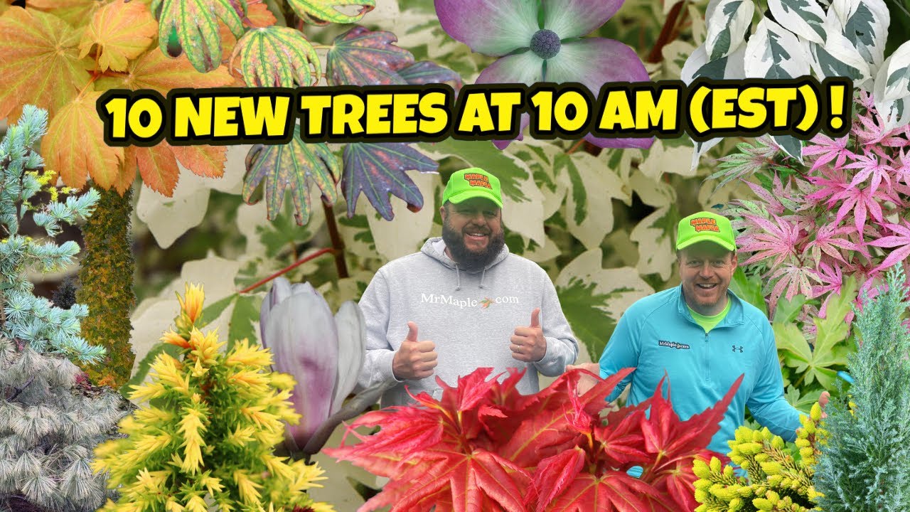 Crazy Cool All Star 10 New Trees at 10 AM (EST) | Japanese Maples from ...
