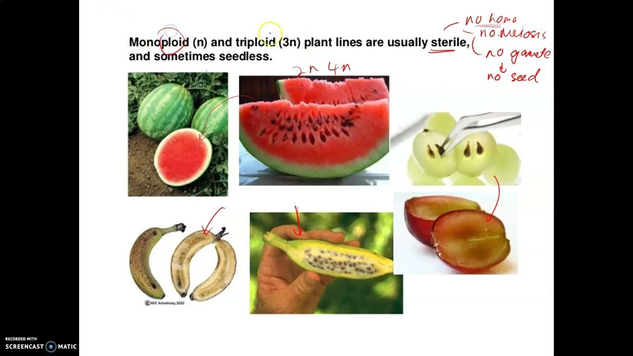 LECTURE CHAPTER 7 MUTATION PART 13 - YouTube
