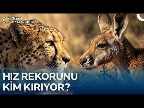 Doğanın En Hızlı Koşucuları | Wild Ones Sezon 1 Bölüm 2