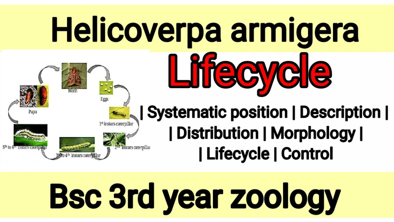 Helicoverpa armigera Lifecycle |Bsc 3rd year zoology|Pest control ...