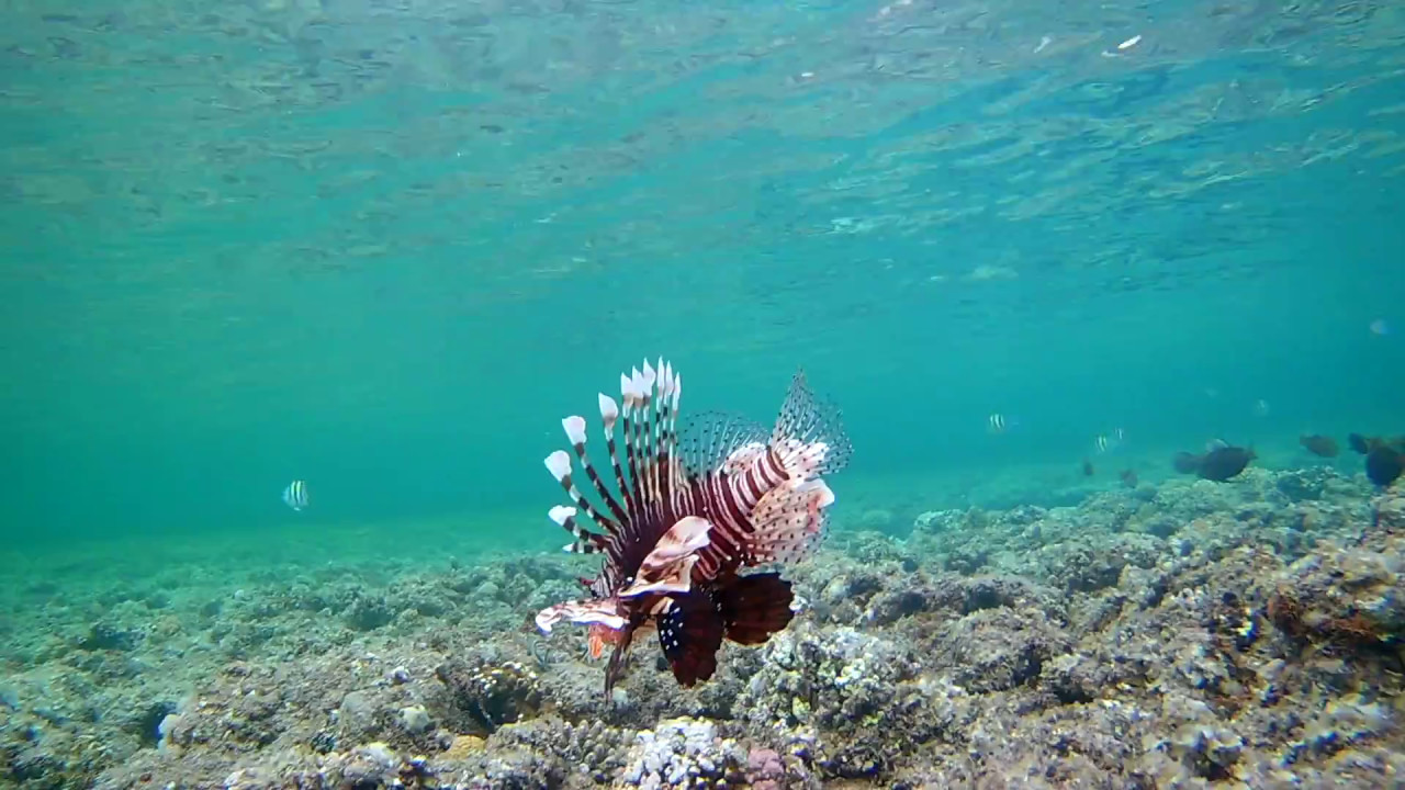 Nabq bay 4 - YouTube