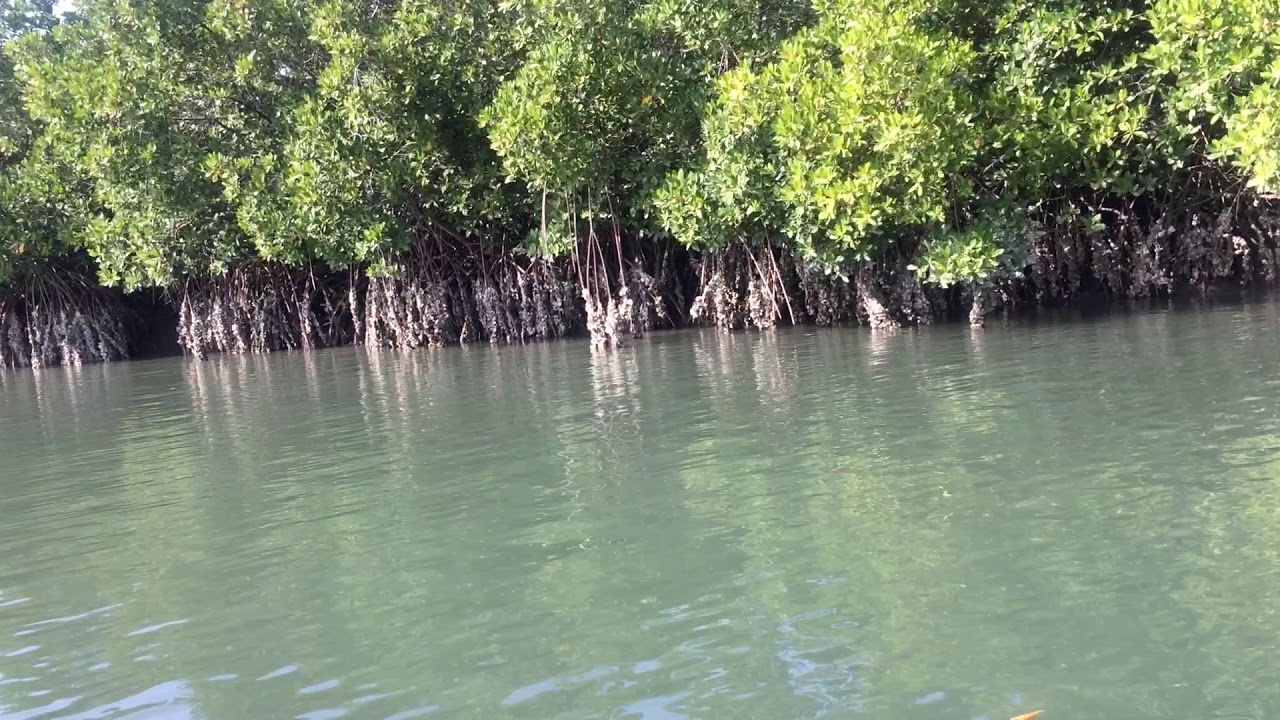 Oysters in the mangroves - YouTube