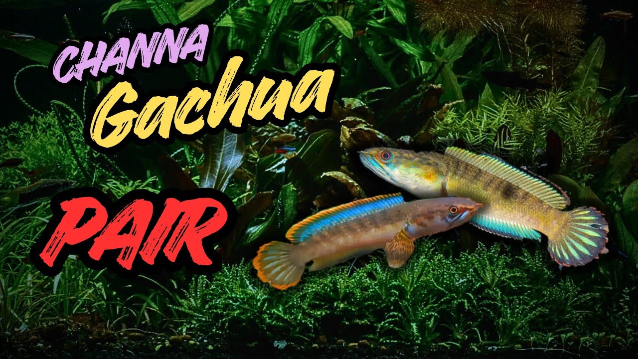MY CHANNA GACHUA PAIRED UP FINALLY 😱 Most challenging part of Channa ...
