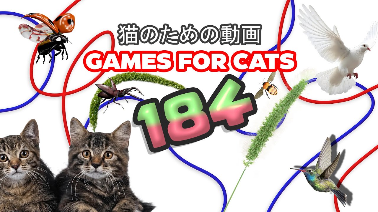 【猫向け動画 MIX 184】ネズミ、 トカゲ、鳥、 ヒモ 3時間 GAME FOR CATS 184🐱 4K 6FPS 🌟 - YouTube