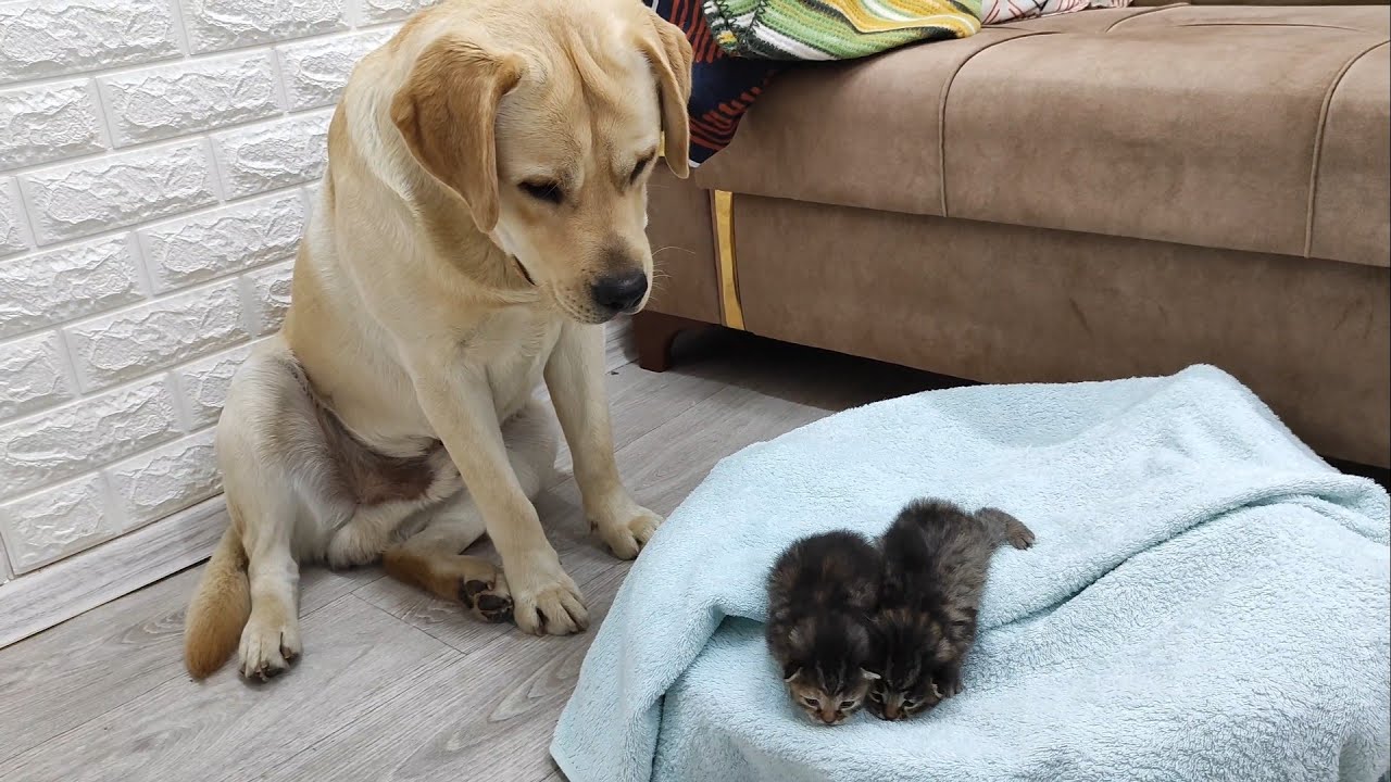 This Labrador dog is very AFRAiD of small kittens😆 - YouTube