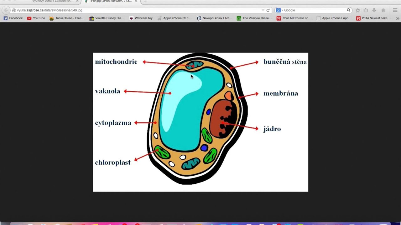 Informatika, rostlinná buňka - YouTube