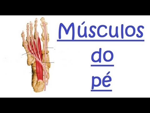 Músculos do pé - YouTube
