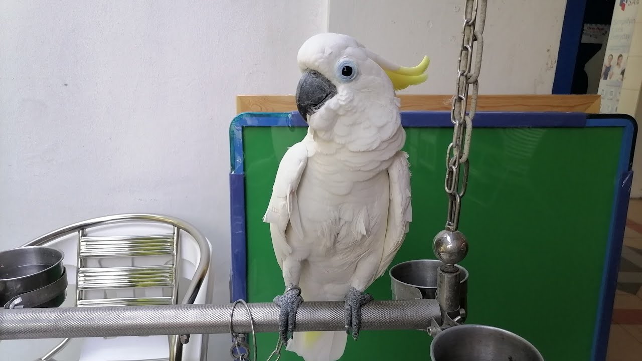 Nakakatuwa ang Talking Bird nato, stress reliever "Cockatoo Bird ...